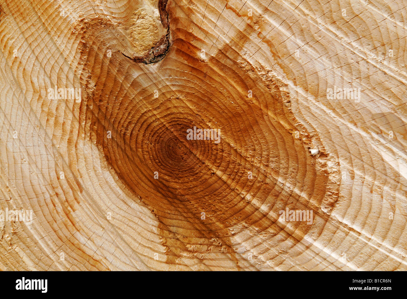 Tree Growth Rings on log in the forest Stock Photo - Alamy