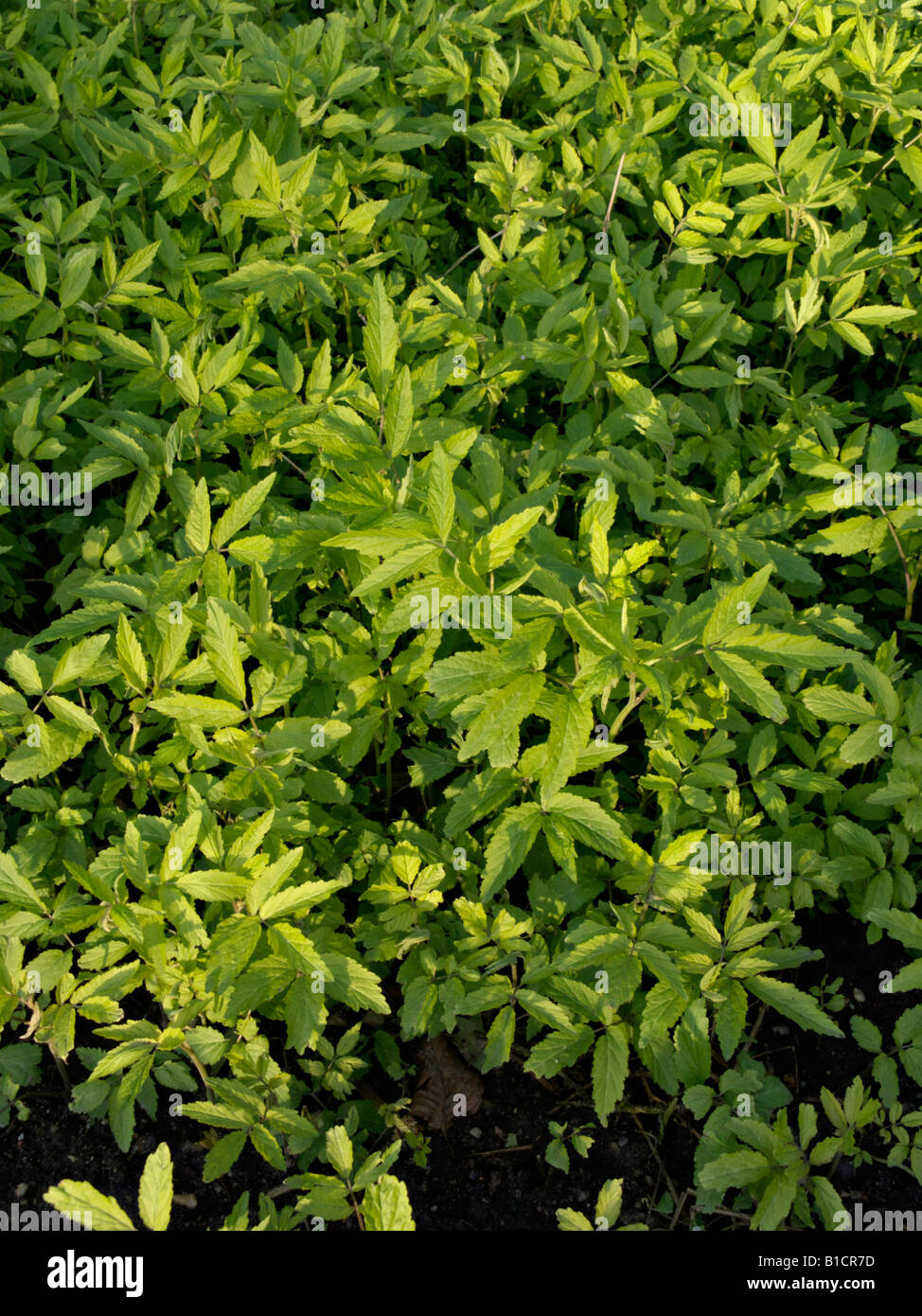 Cardamine leucantha hi-res stock photography and images - Alamy