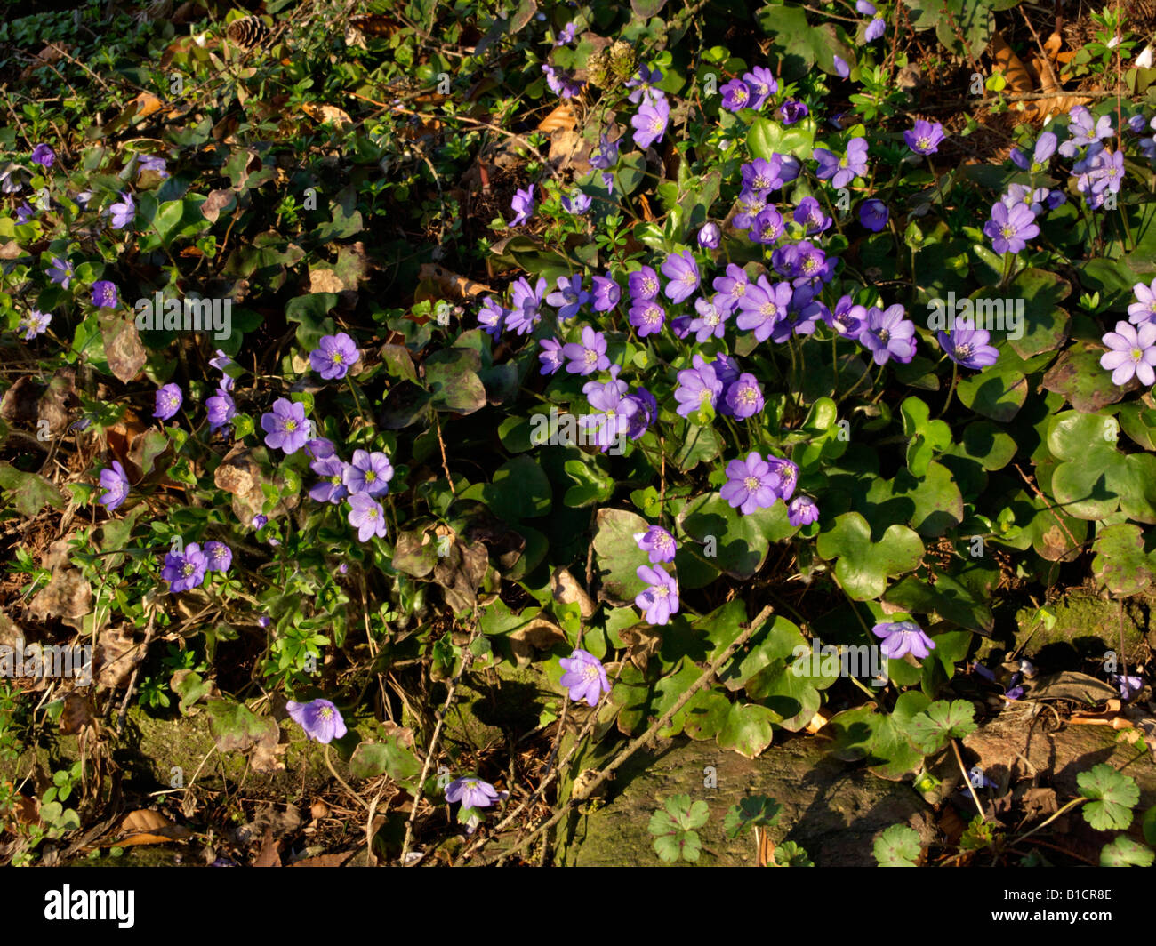 Liverwort (Hepatica nobilis Stock Photo - Alamy
