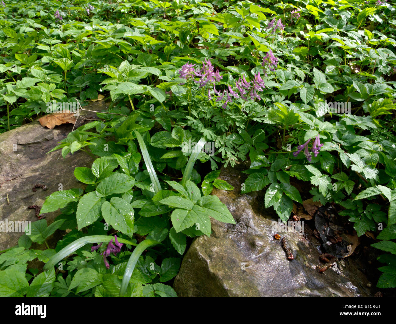 Fumewort (Corydalis solida Stock Photo - Alamy