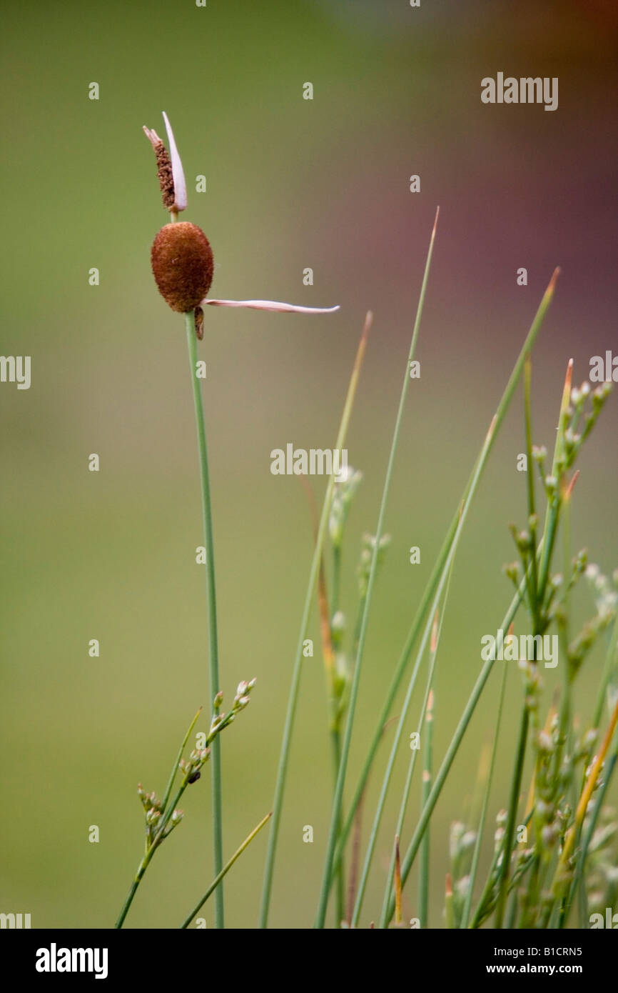 Ripple grass hi-res stock photography and images - Alamy