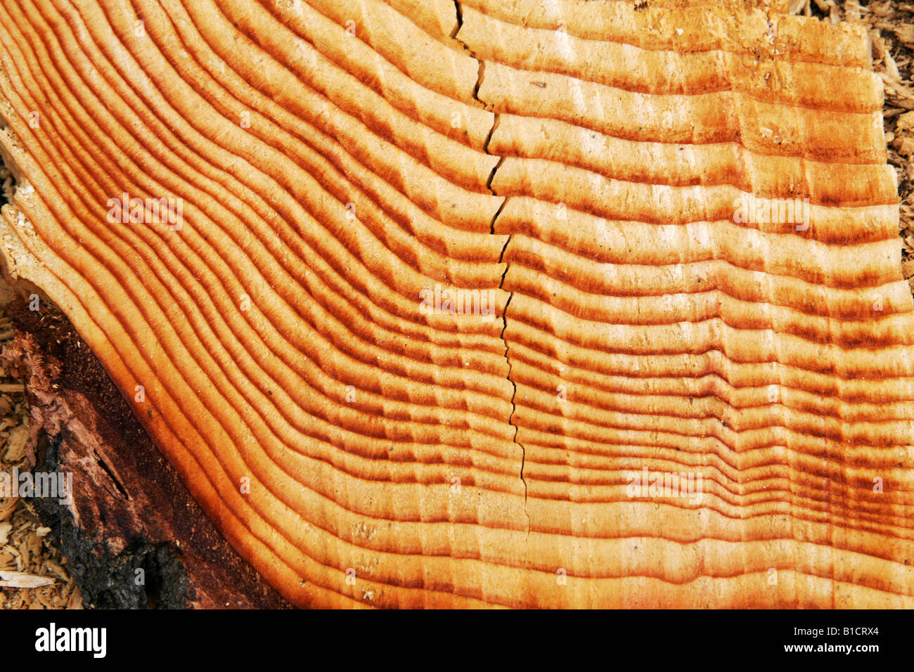 Tree Growth Rings on log in the forest Stock Photo - Alamy