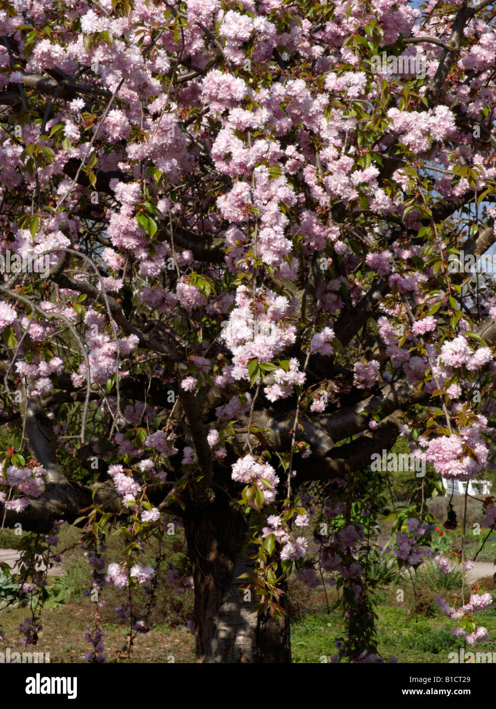 Prunus serrulata kanzan hi-res stock photography and images - Alamy