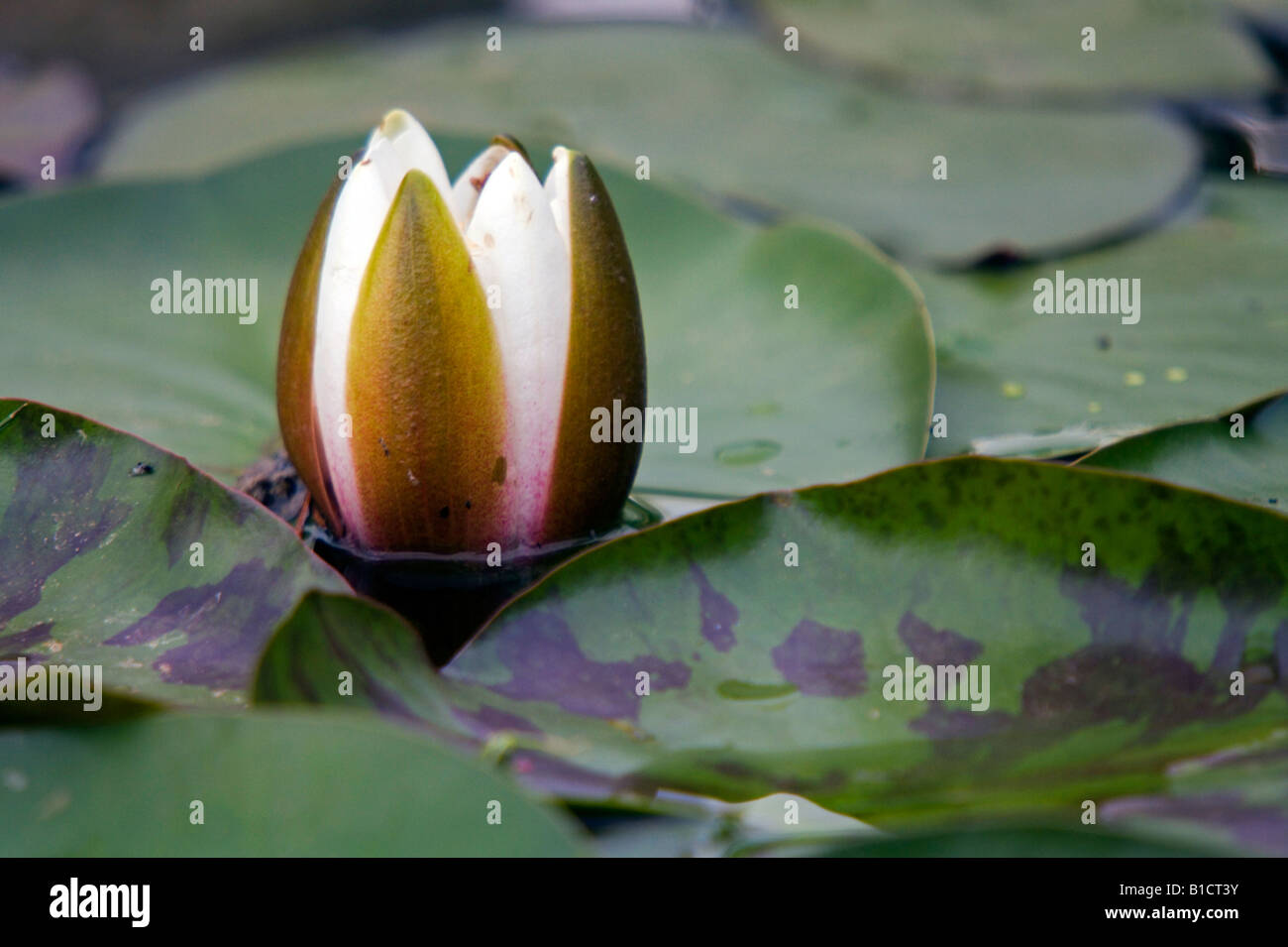 Closed water lily hi-res stock photography and images - Alamy