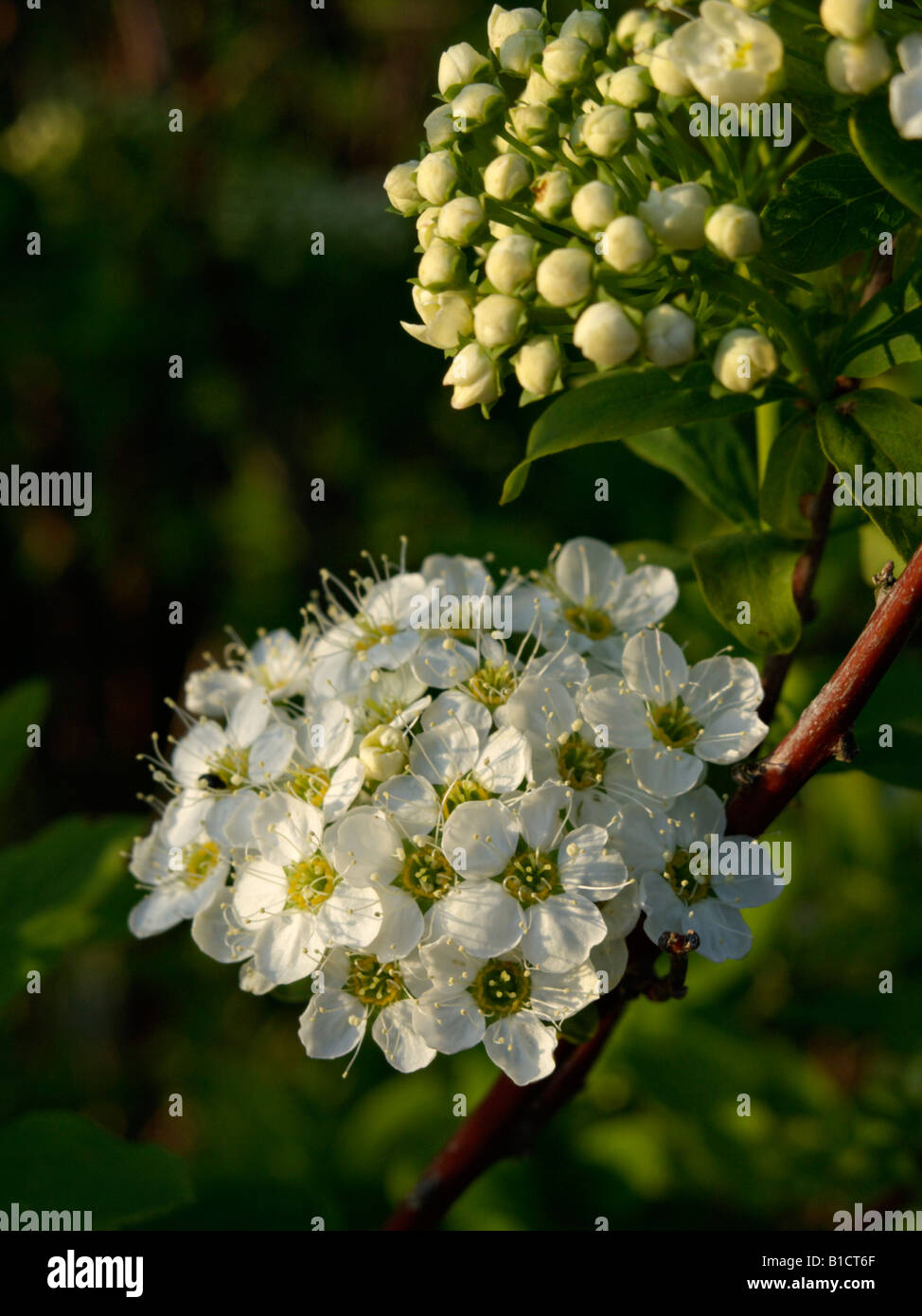 Spiraea species hi-res stock photography and images - Alamy