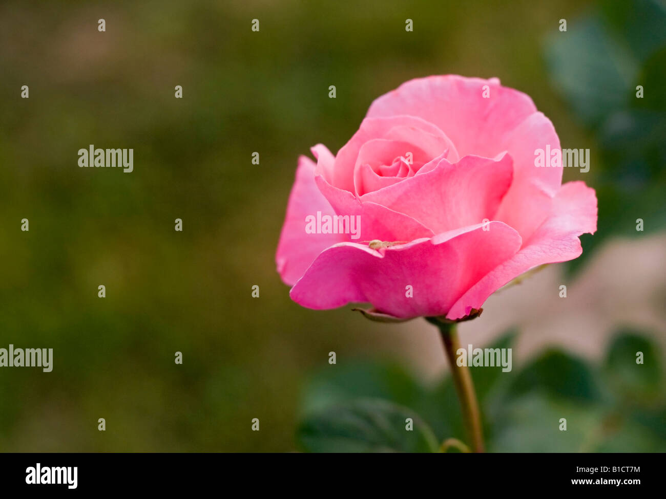 Pink rose in the spring garden Stock Photo - Alamy