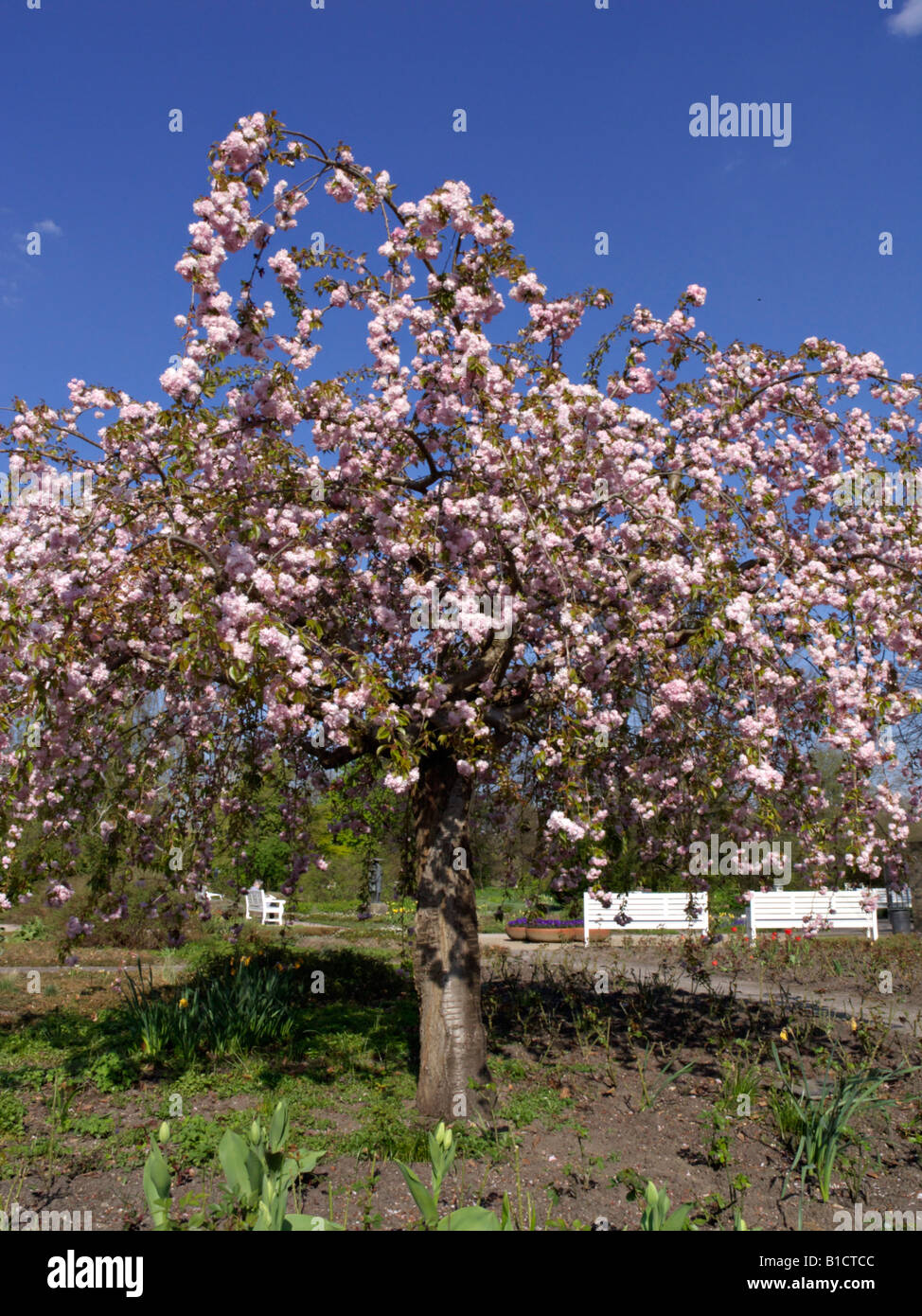 Oriental cherry (Prunus serrulata 'Kanzan' Stock Photo - Alamy