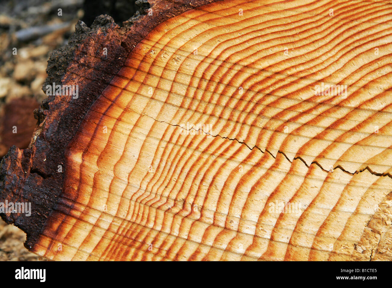 Tree Growth Rings on log Stock Photo - Alamy