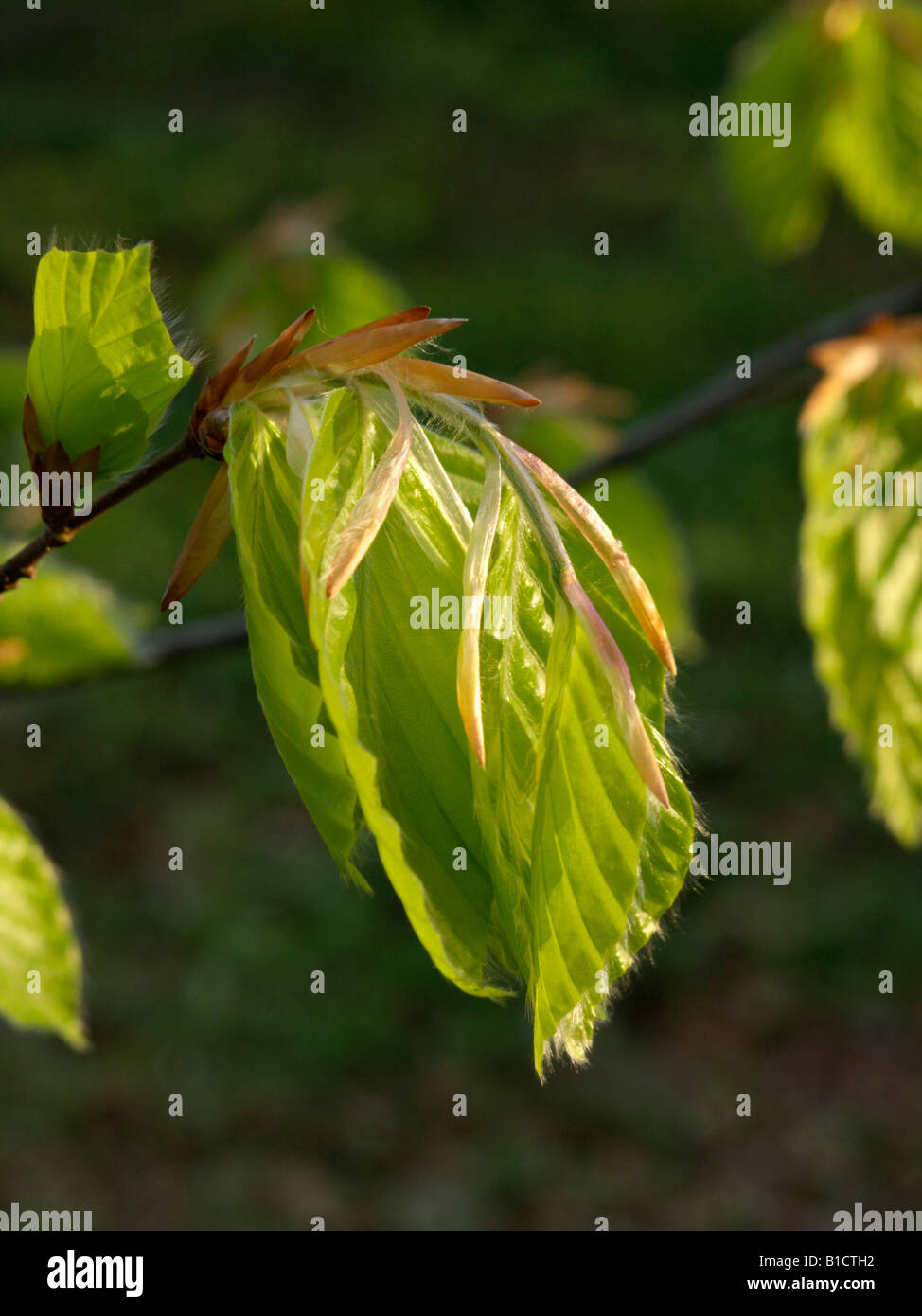 Common beech hi-res stock photography and images - Alamy