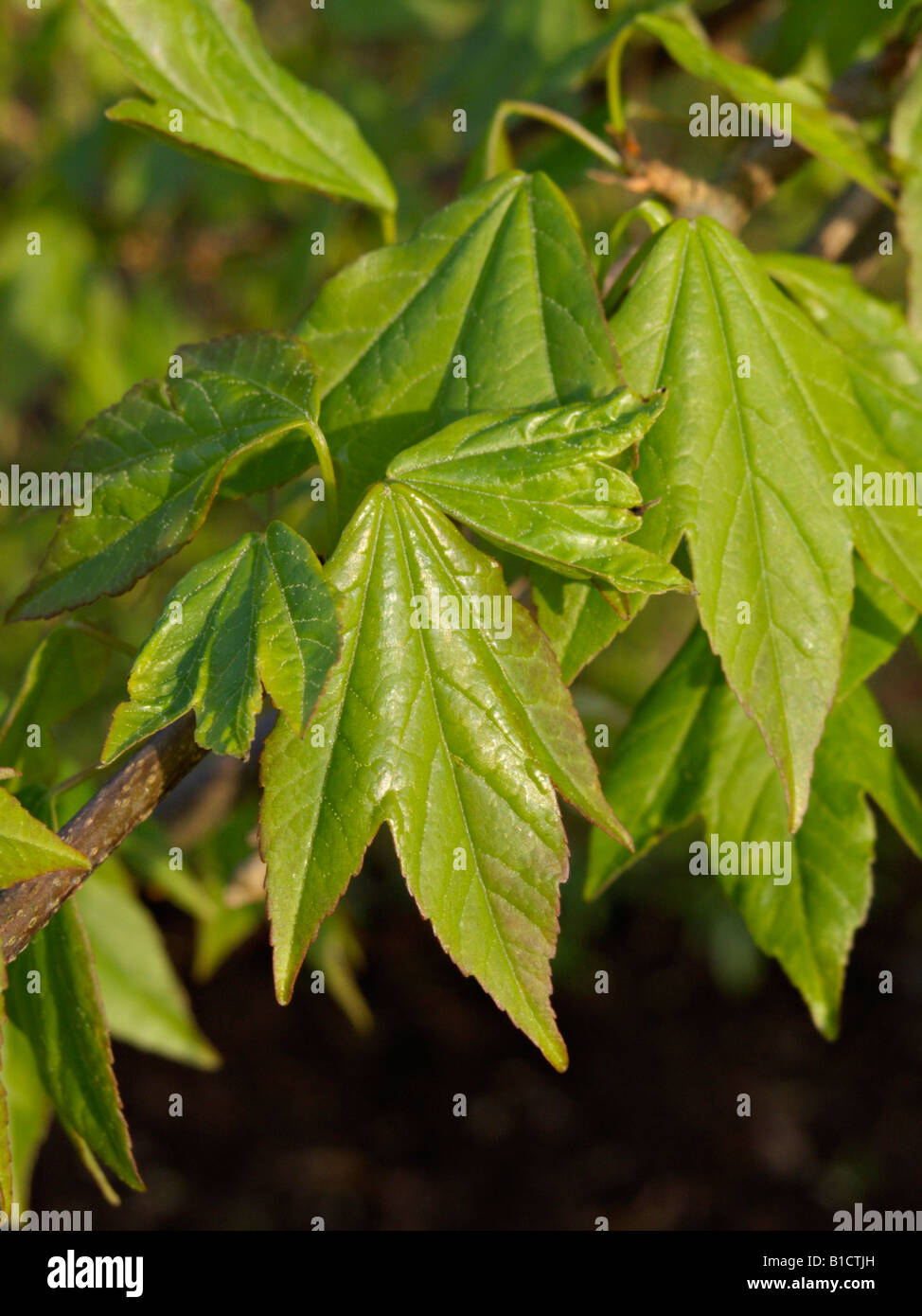 Trident maple (Acer buergerianum Stock Photo - Alamy