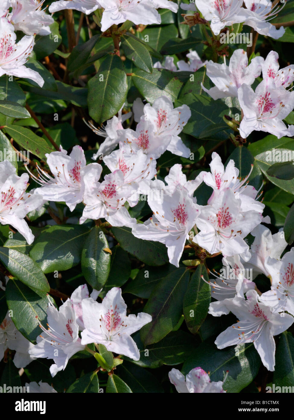 Flowering white rhododendron rhododendron hi-res stock photography and ...