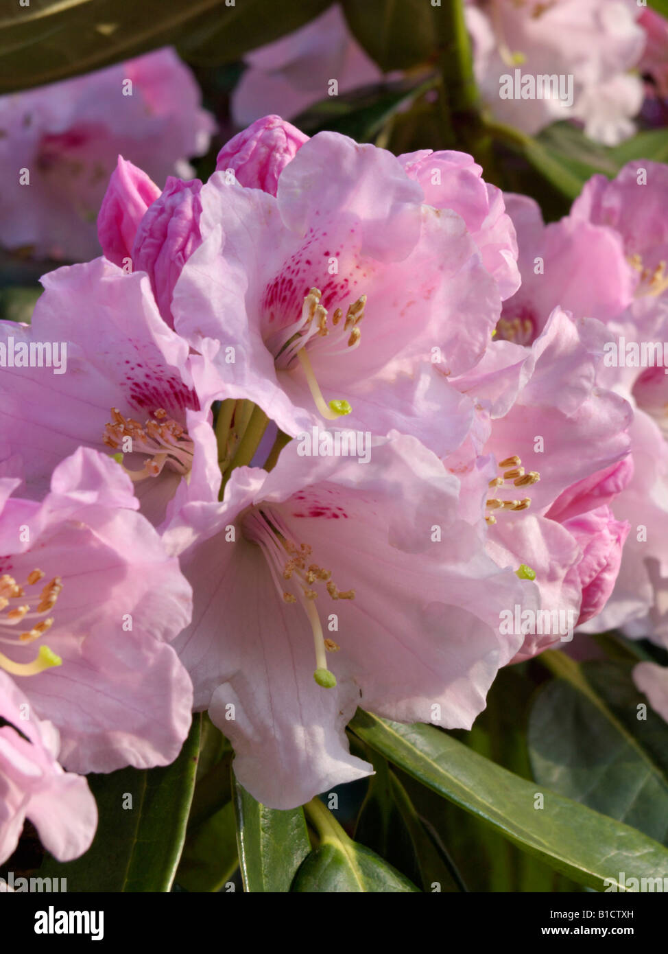 Shrubs pink rhododendron shrub hi-res stock photography and images - Alamy