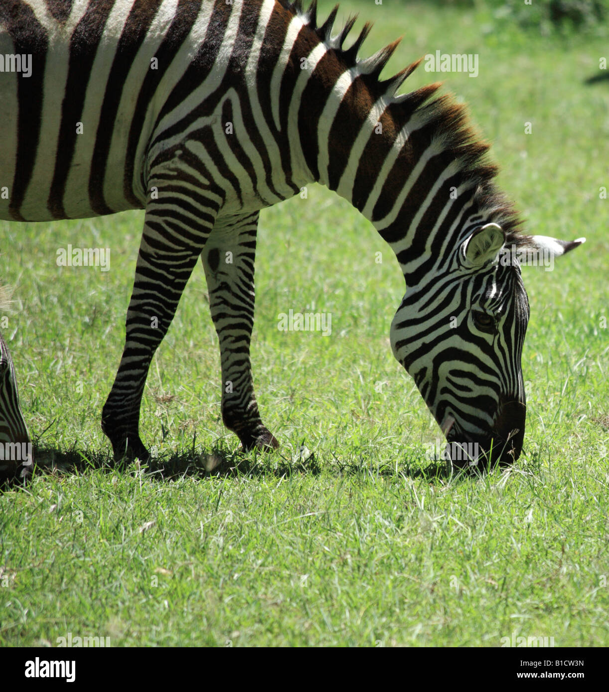 Zebra eating grass in Kenya Africa Stock Photo - Alamy