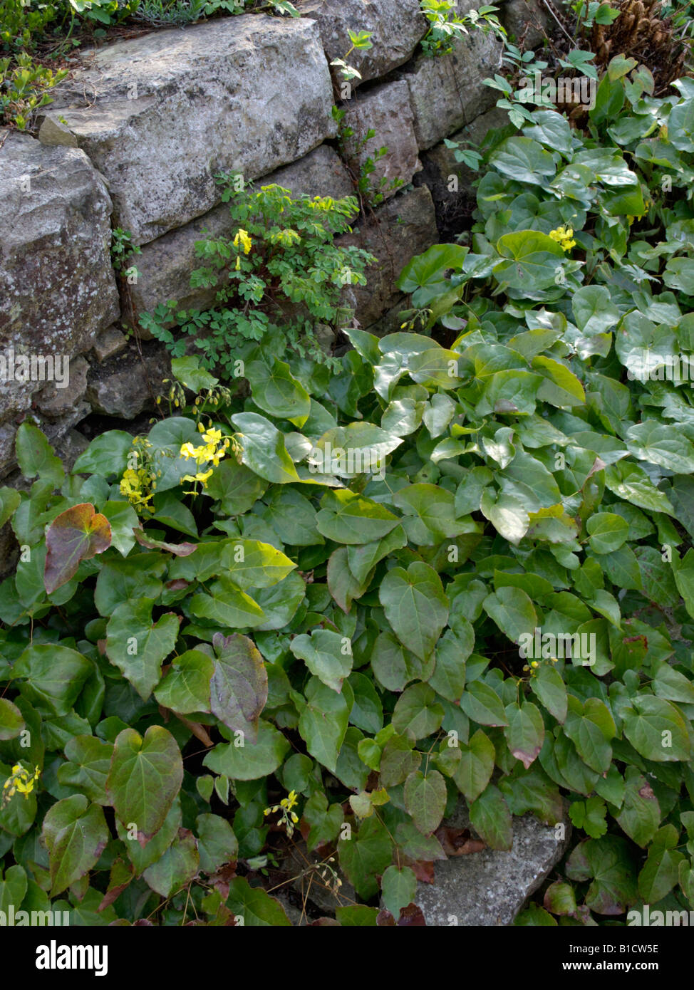 Barrenwort (Epimedium x perralchicum 'Frohnleiten' Stock Photo - Alamy