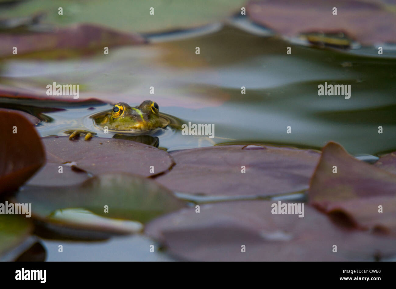 Green frog in the spring garden pond with waterlily leaves around it ...