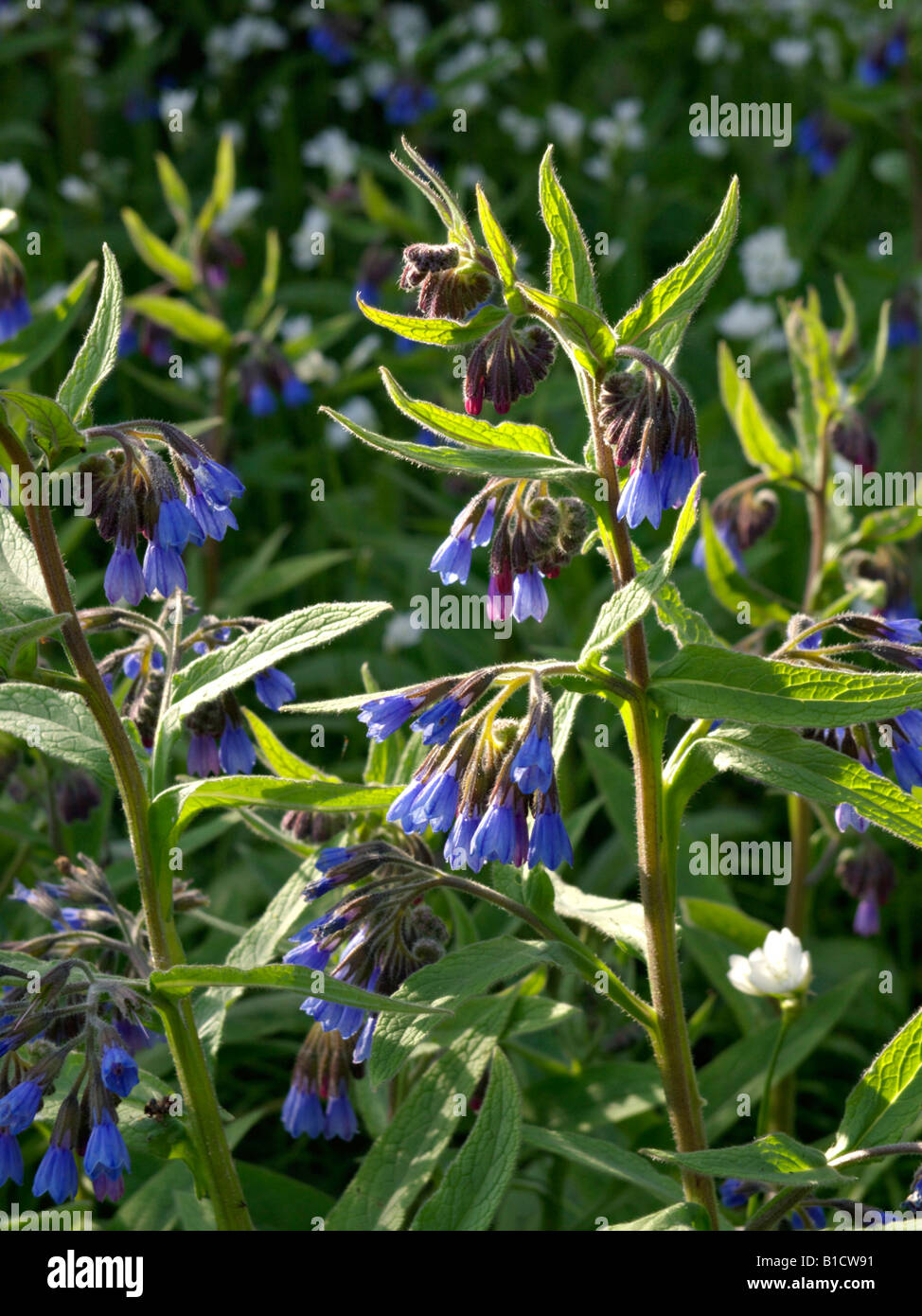 Blue comfrey (Symphytum azureum Stock Photo - Alamy