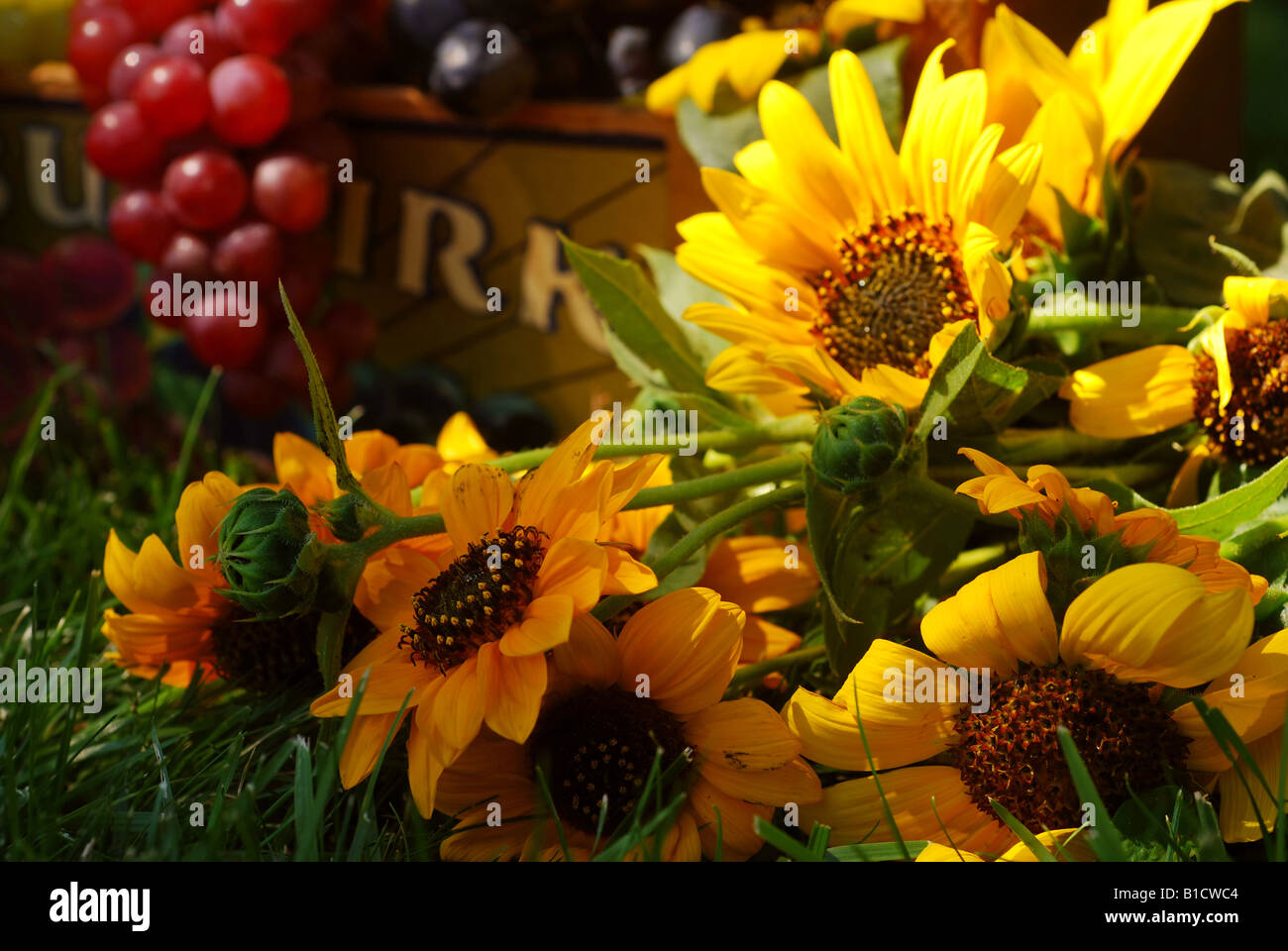 Seedless sunflower hi-res stock photography and images - Alamy
