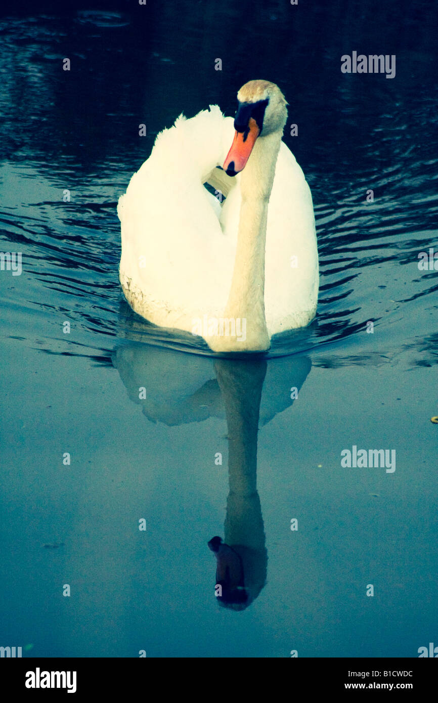Swan on water with its head and body reflected Stock Photo - Alamy