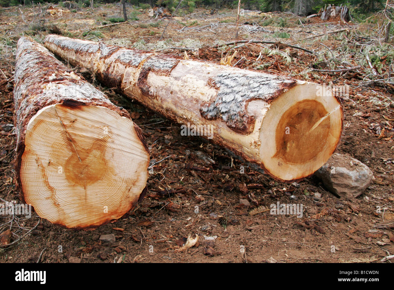 Tree Growth Rings on log in the forest Stock Photo - Alamy