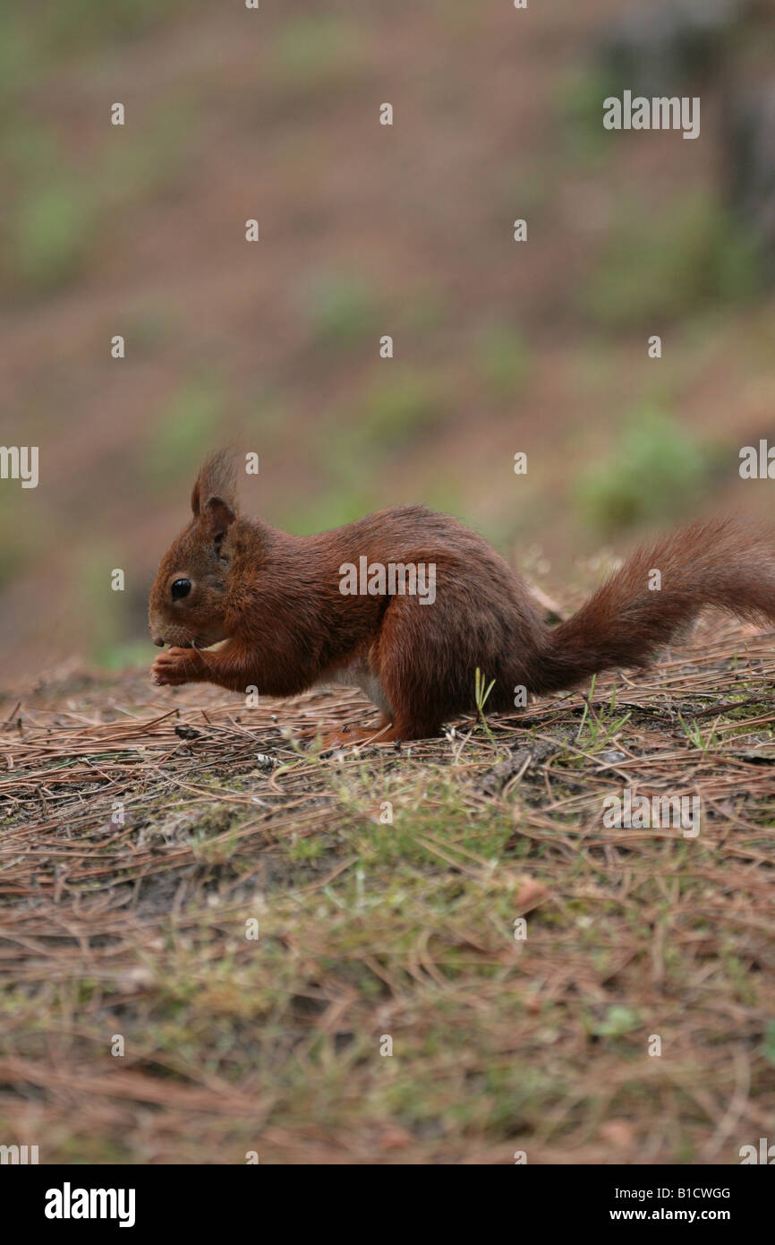 Red squirrel eating a nut Stock Photo - Alamy