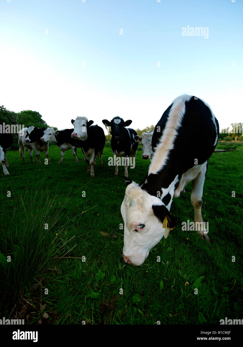 Group of cattle at grass Stock Photo - Alamy