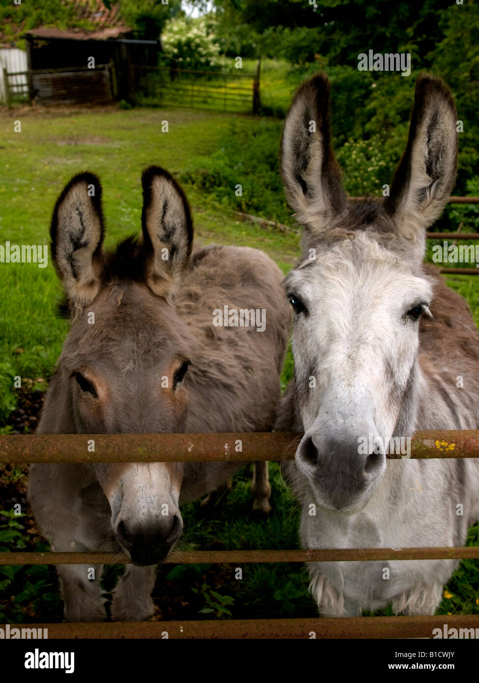 Two donkeys in field looking over gate Stock Photo - Alamy
