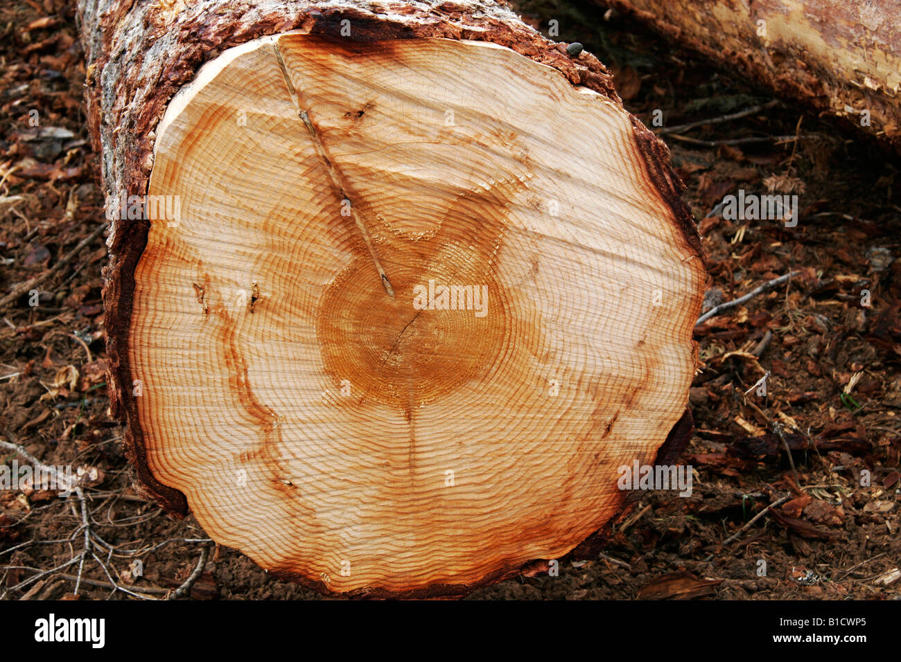 Tree Growth Rings on log in the forest Stock Photo - Alamy