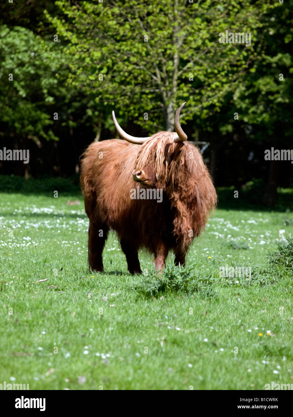 Highland cow with wide horns at grass with woodland behind Stock Photo ...