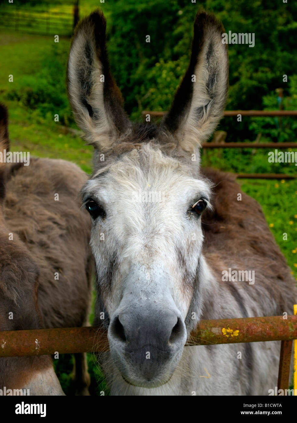 Donkey looking over rusty gate with ears erect Stock Photo - Alamy