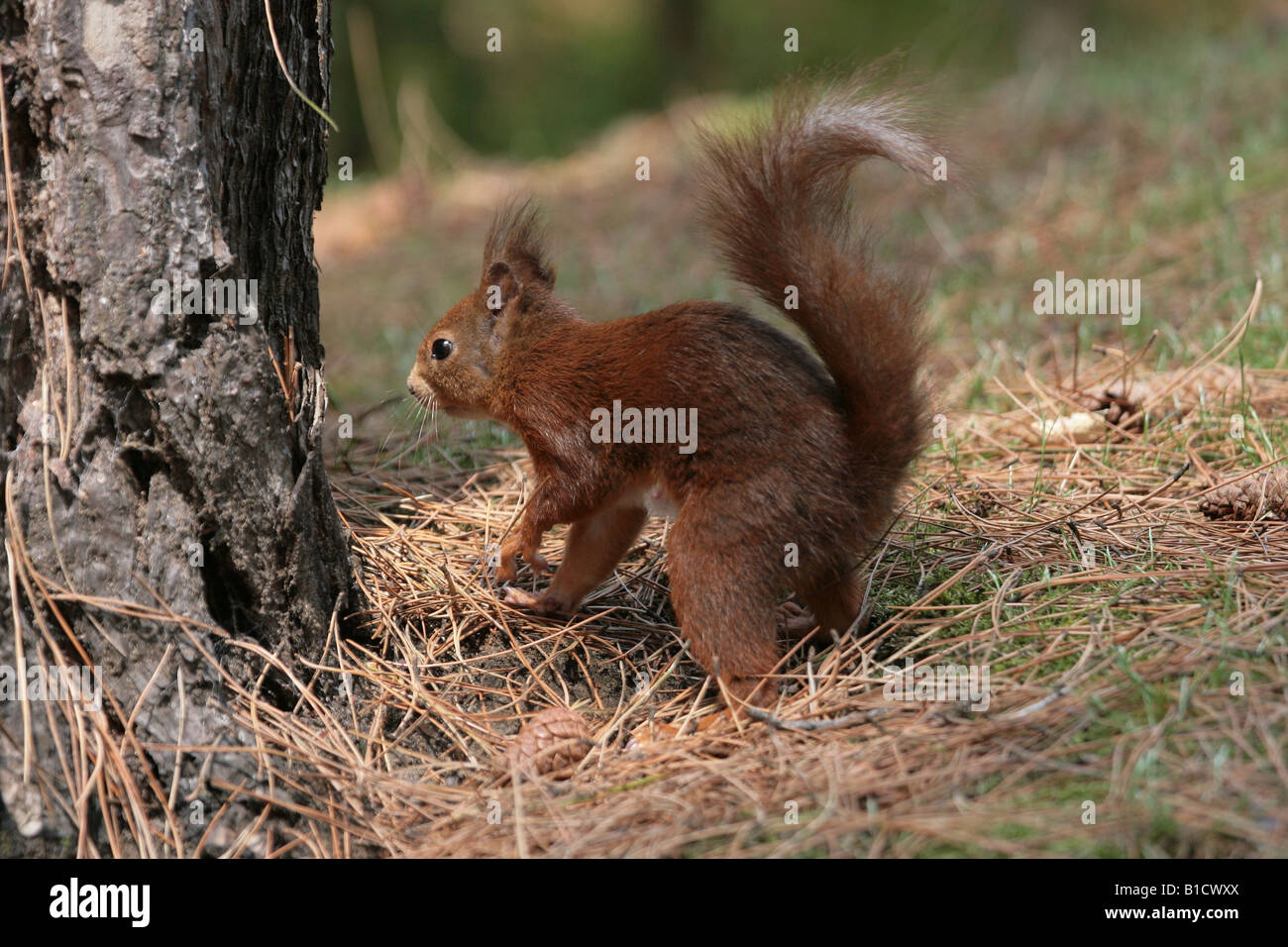 Squirrel Burying Nuts High Resolution Stock Photography and Images - Alamy