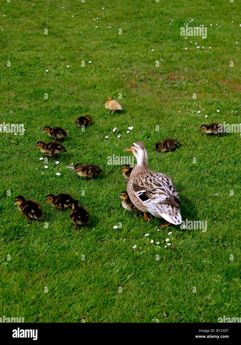 Ducklings on poultry farm hi-res stock photography and images - Alamy