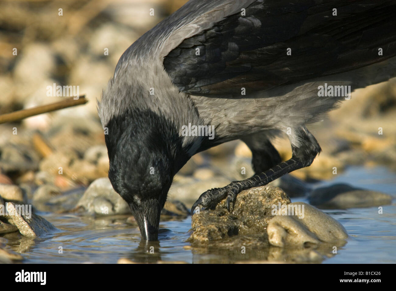 Israel Coastal Plains Hooded Crow Corvus corone cornix drinking from a ...