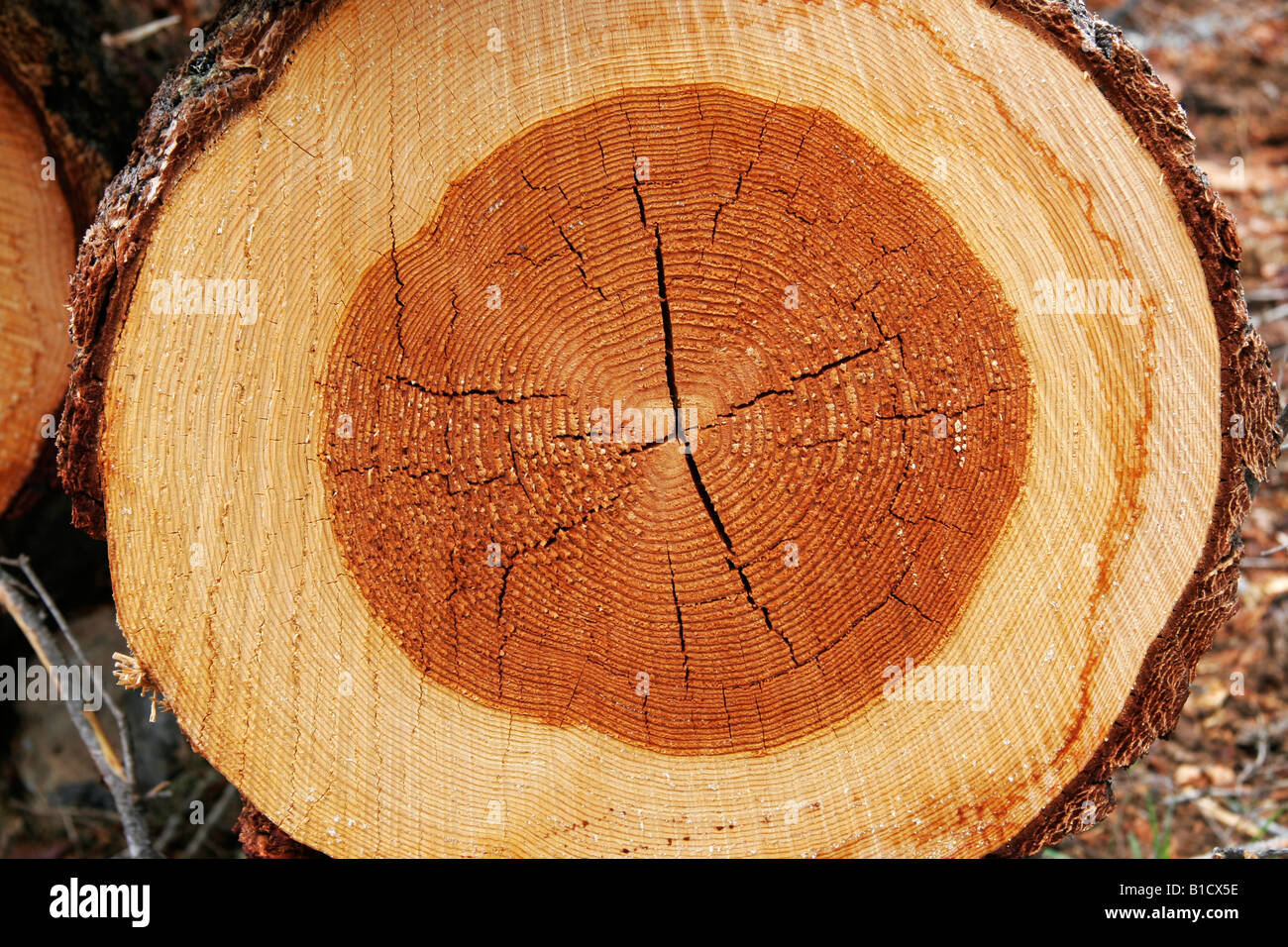 Tree Growth Rings on log, Tree Rings Stock Photo - Alamy