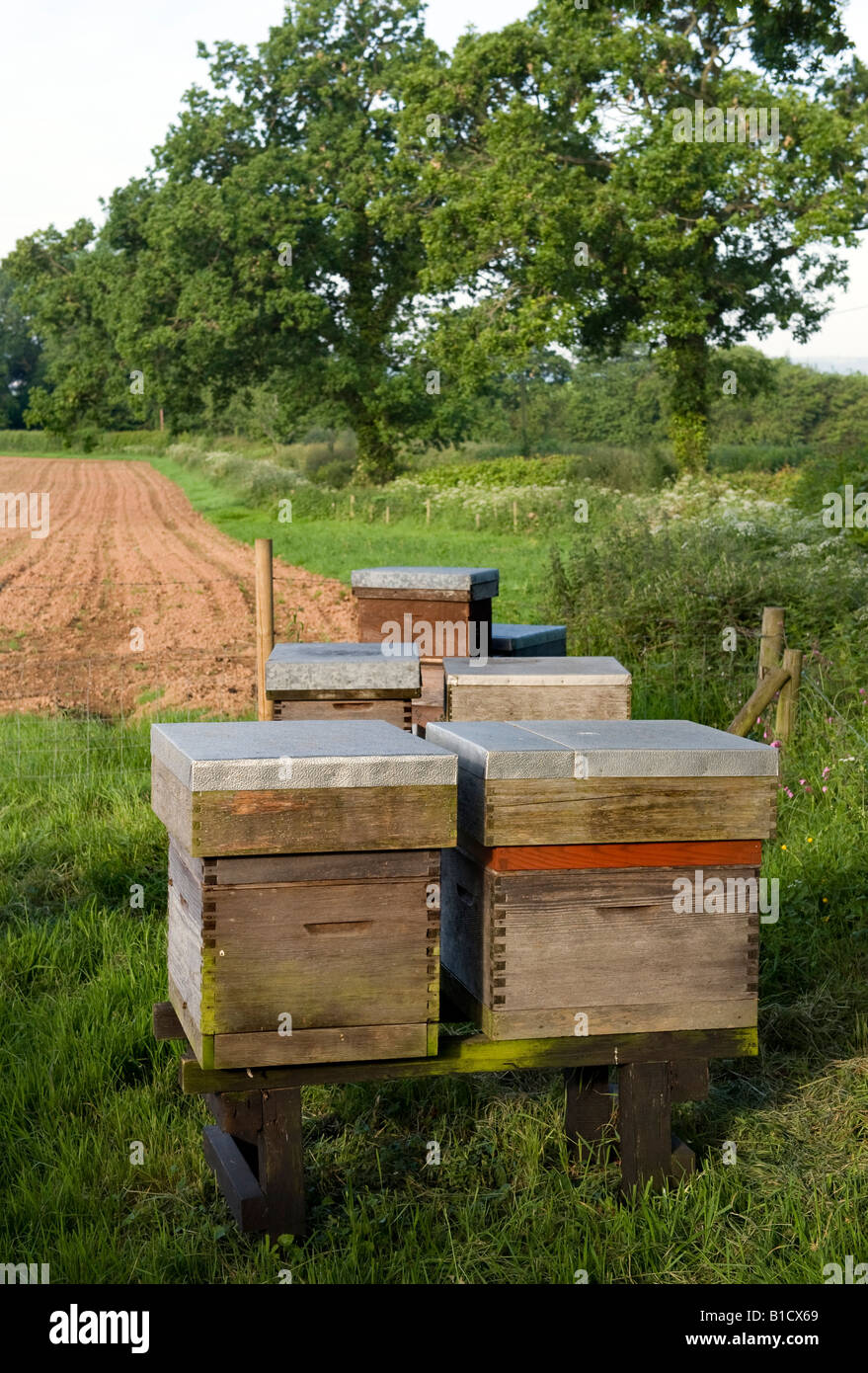 Beehives in corner of field Stock Photo - Alamy