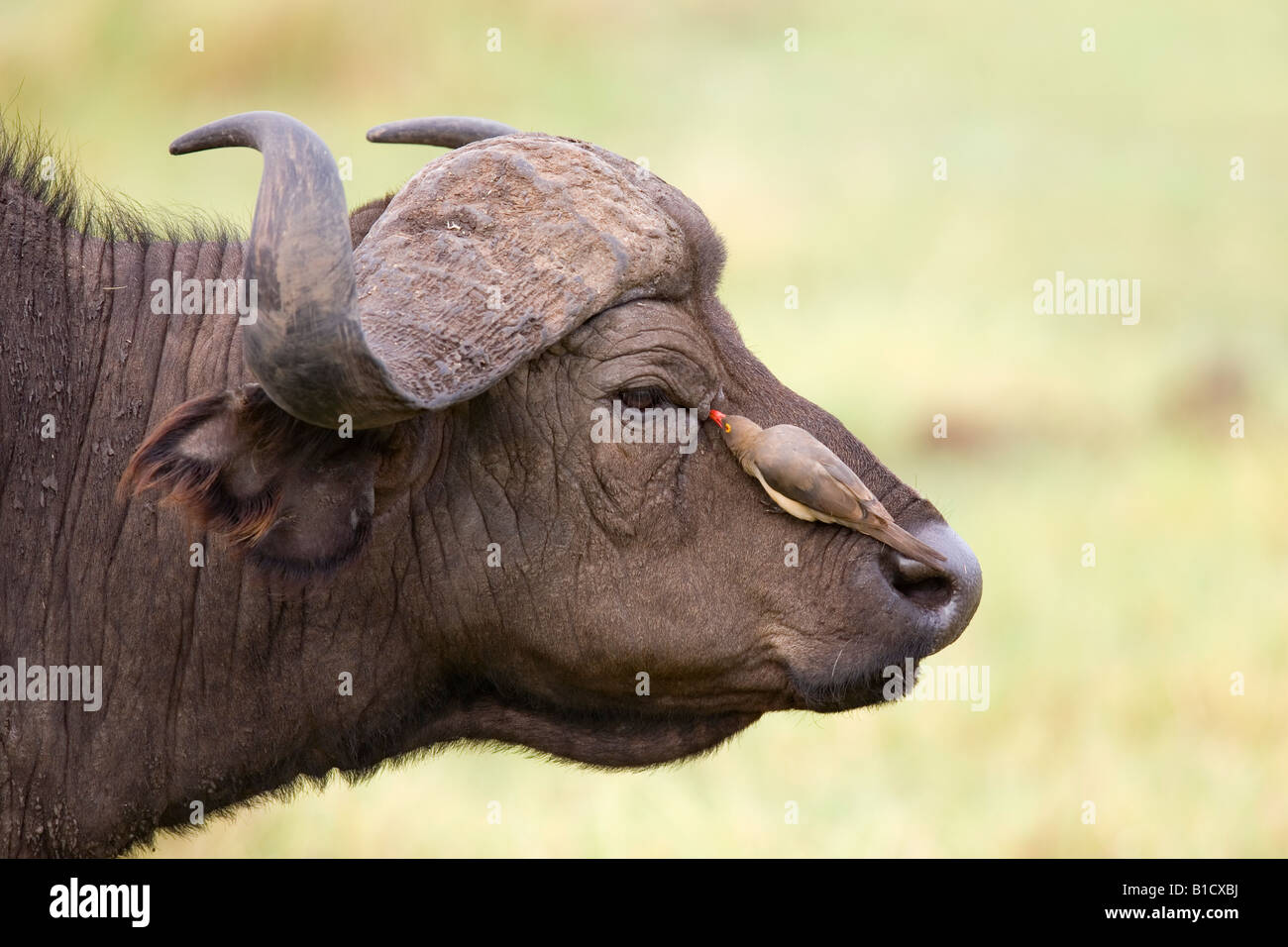 Red billed Oxpecker Buphagus erythorhynchus on Buffalo Syncerus caffer ...