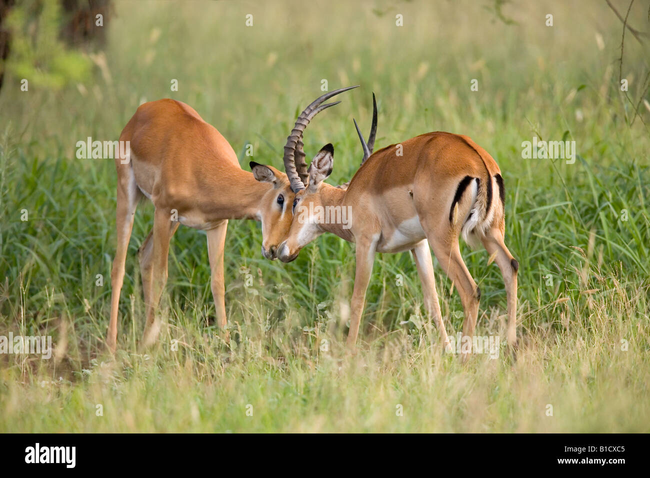 Fighting impala hi-res stock photography and images - Alamy