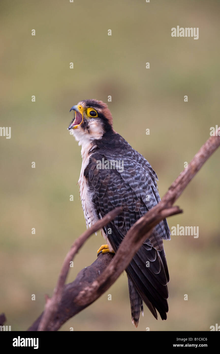 Lanner falcons birds of prey hi-res stock photography and images - Alamy