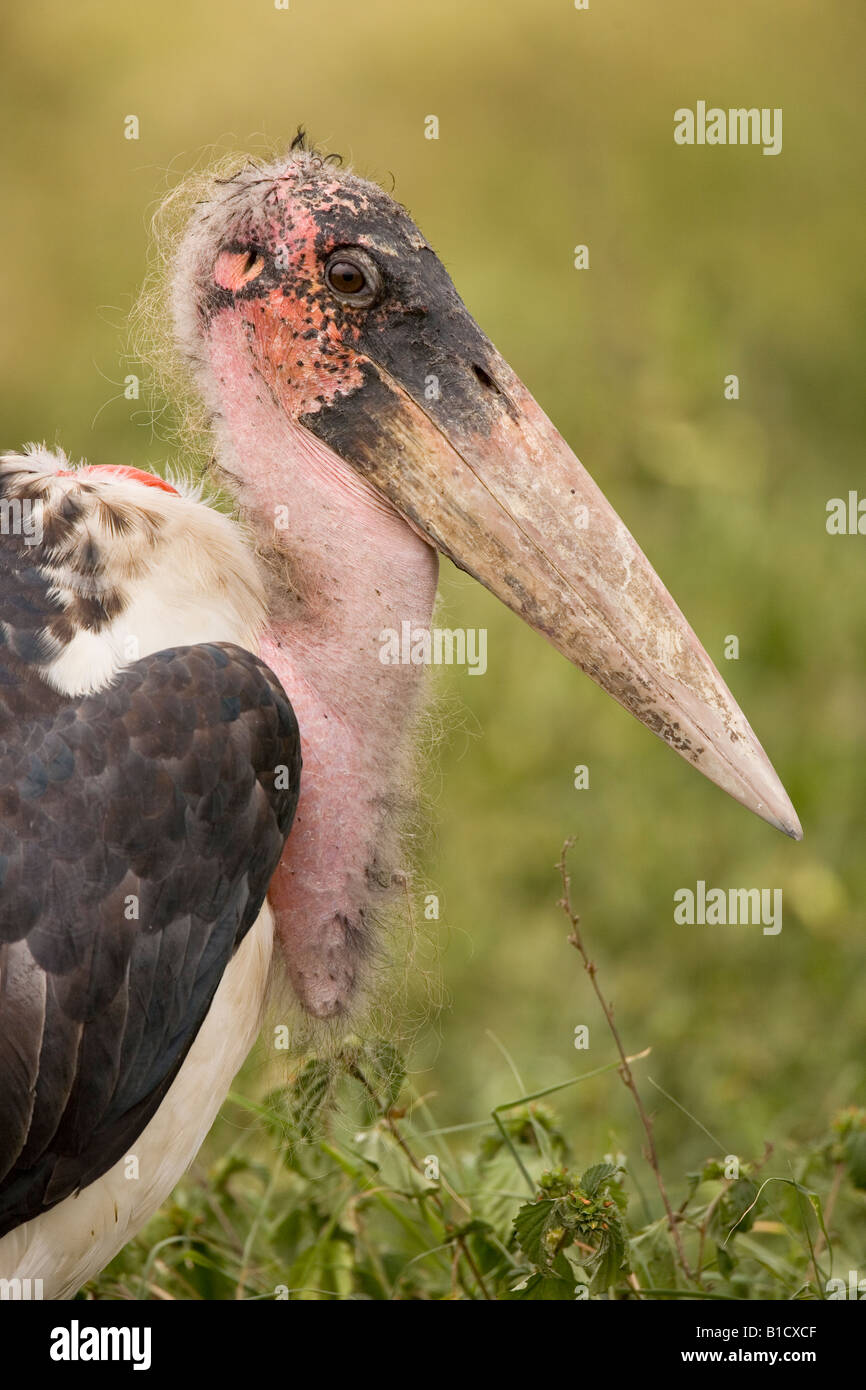 Marabou Stork Leptoptilos crumeniferus Serengeti Tanzania Stock Photo ...