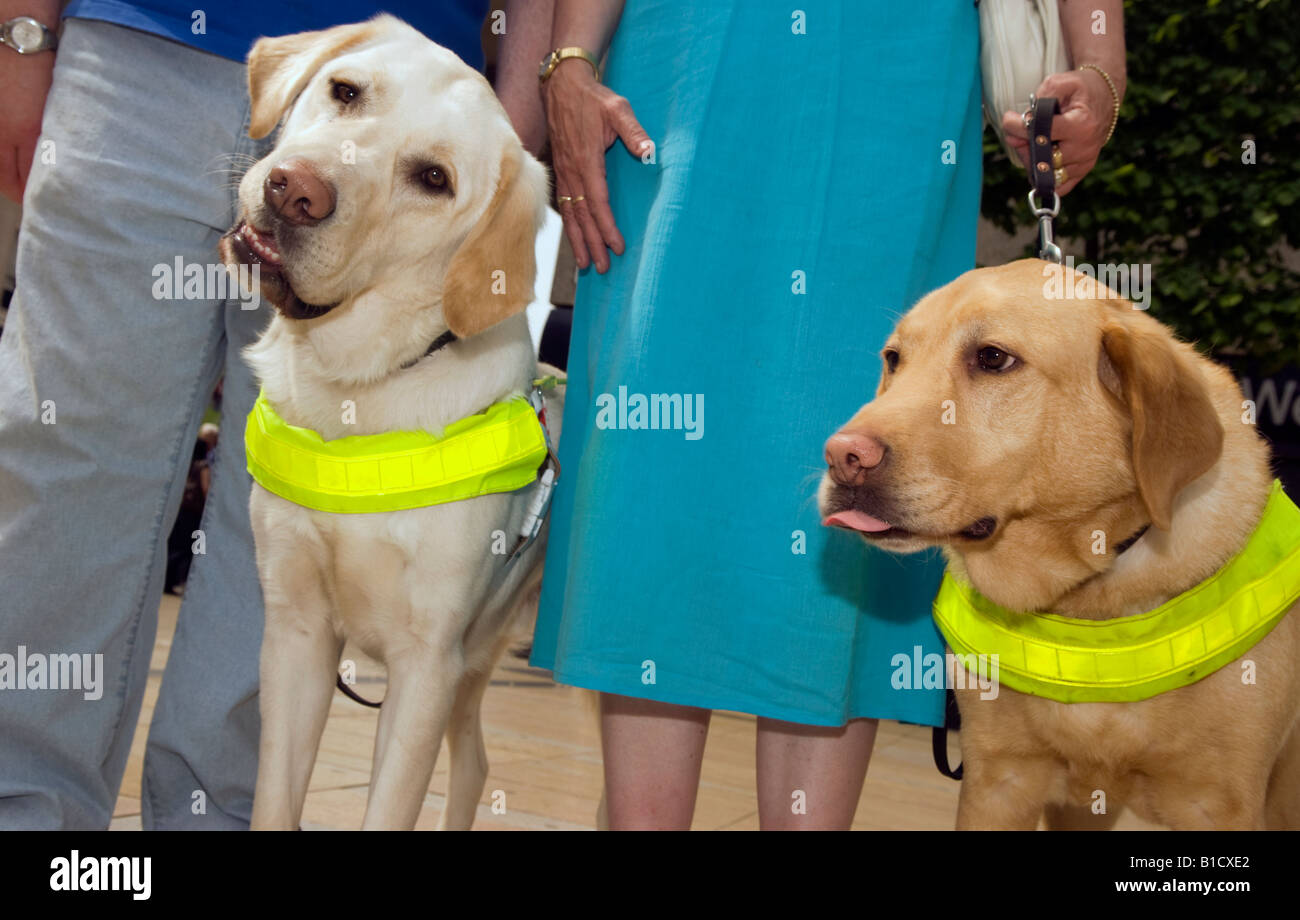 Owners with their guide dogs, Hammersmith, London, UK Stock Photo - Alamy