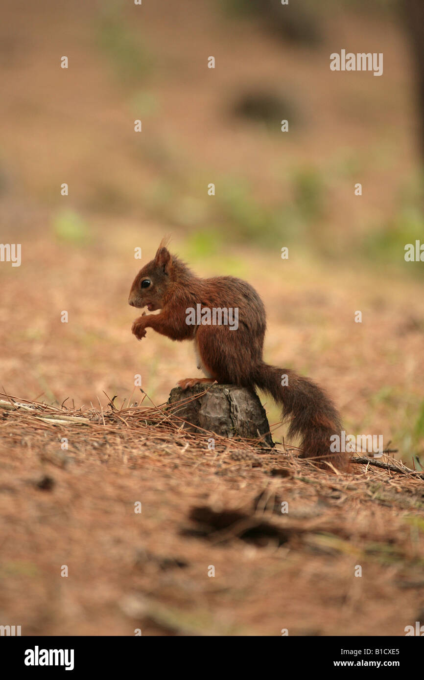 Red squirrel sitting on a tree stump Stock Photo - Alamy