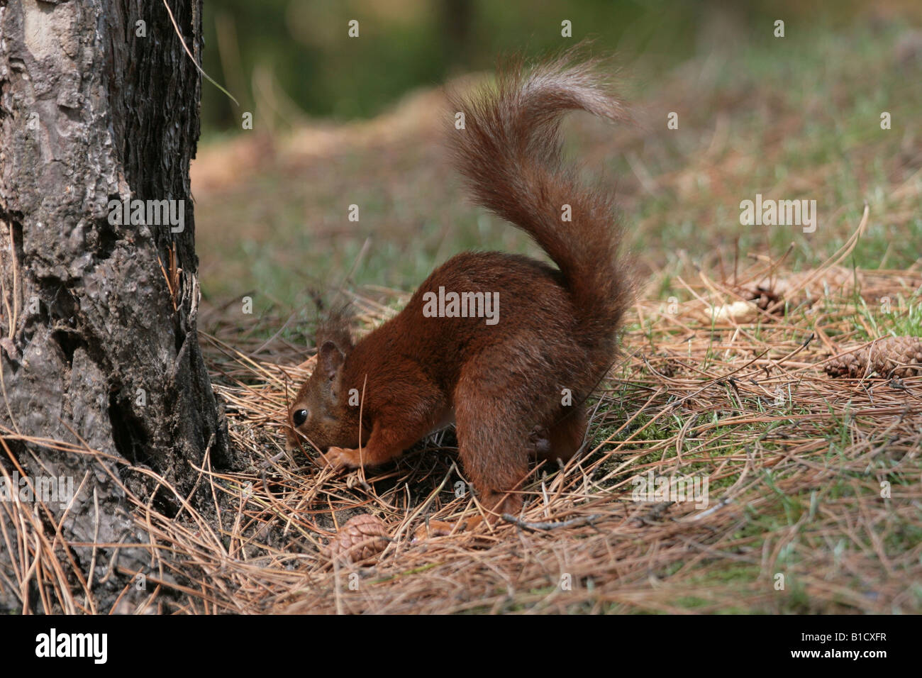 Squirrel Burying Nuts High Resolution Stock Photography and Images - Alamy