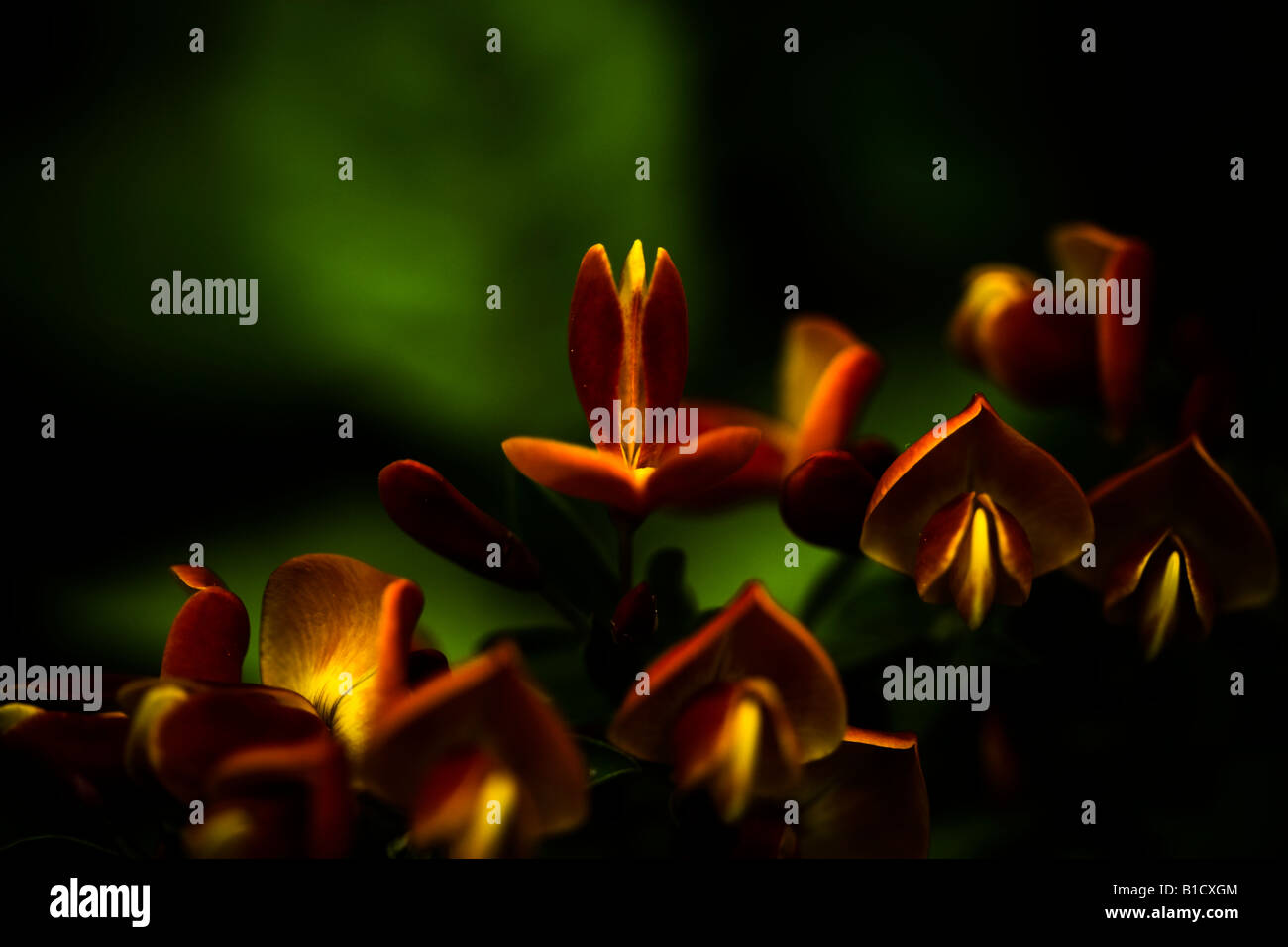 Scarlet flowers hi-res stock photography and images - Alamy