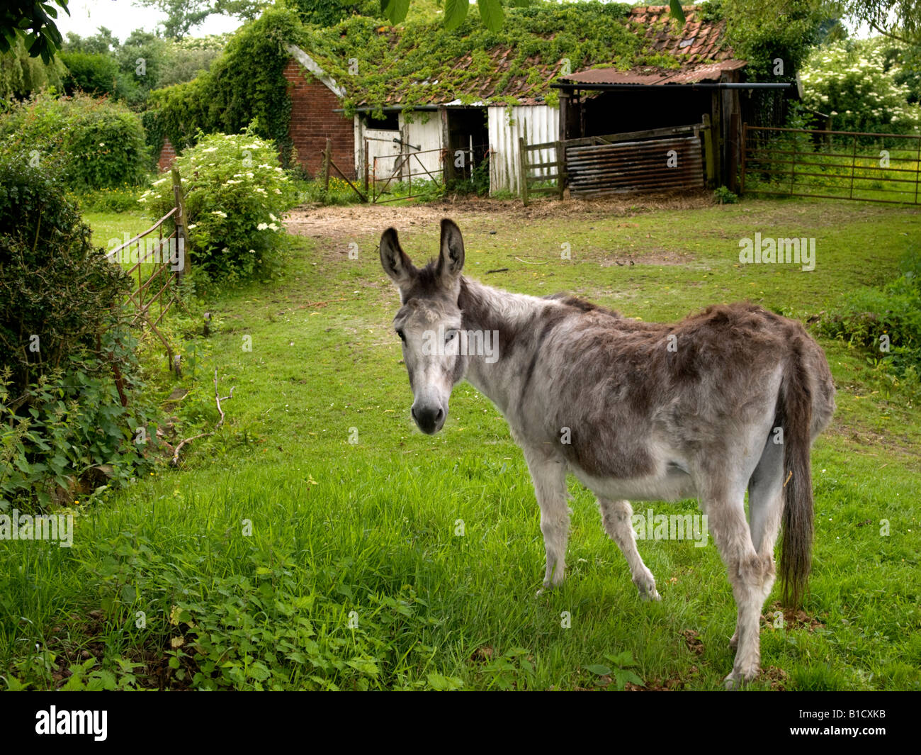Donkey in field looking back towards camera with dilapidated shed in ...