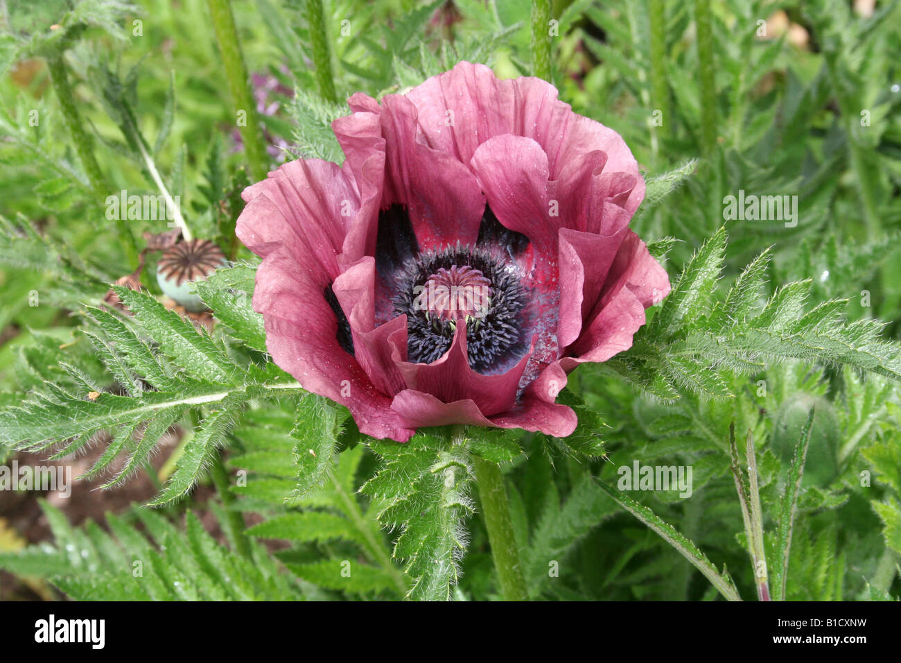 Deep pink poppy hi-res stock photography and images - Alamy