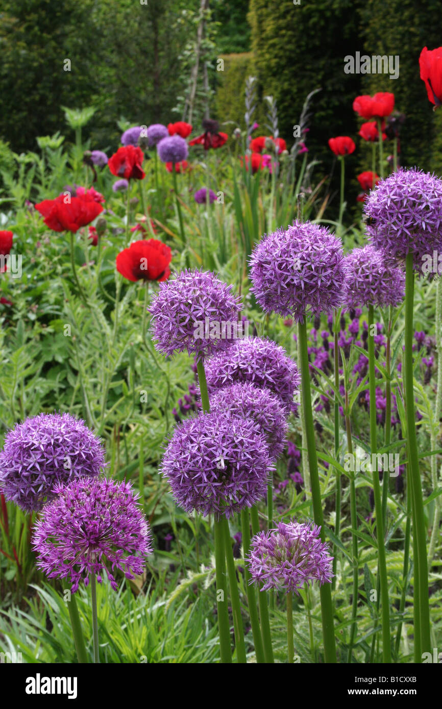 Alliums and poppies hi-res stock photography and images - Alamy