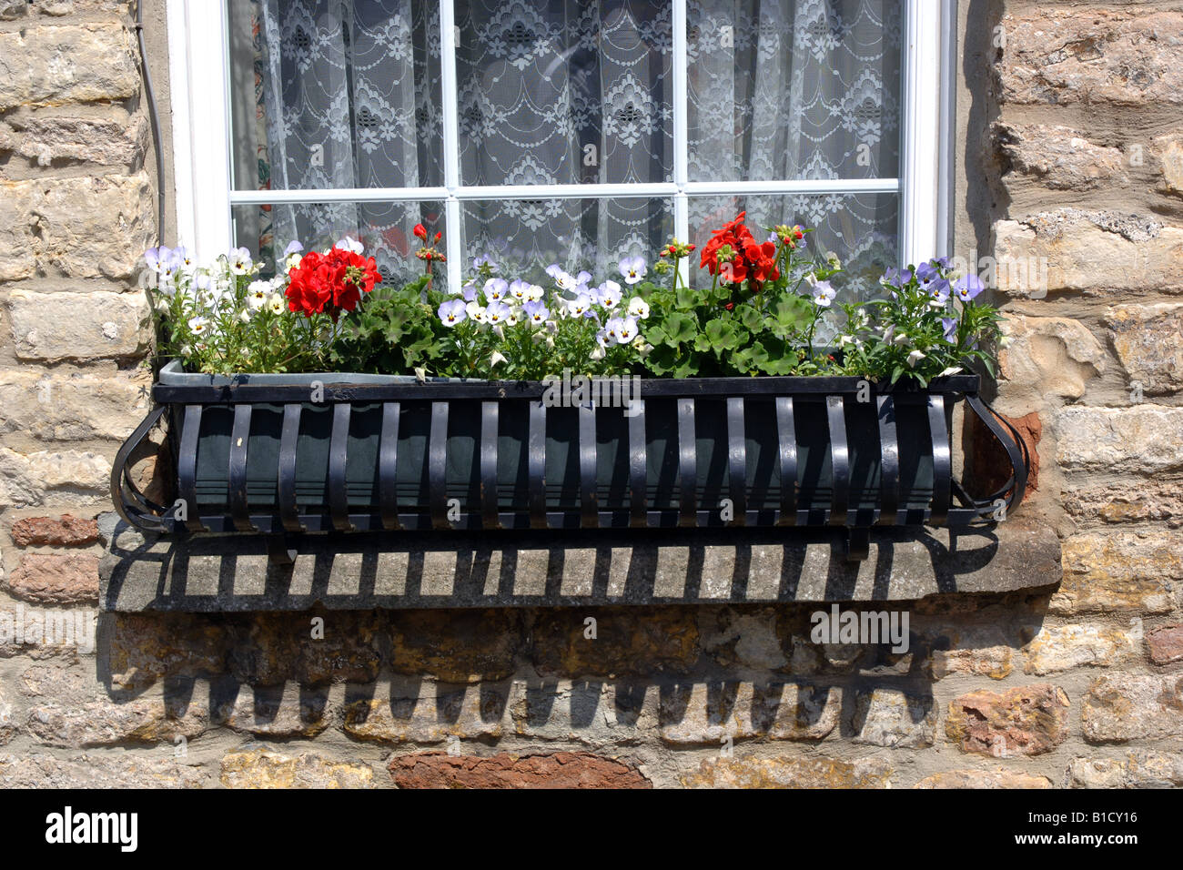 A Cast iron Window box full of red Geraniums and blue Pansies Stock ...