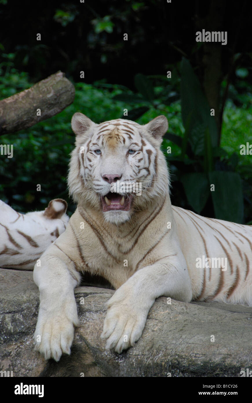 Bengal white tiger Panthera tigris tigris Singapore Zoo Singapore Stock ...