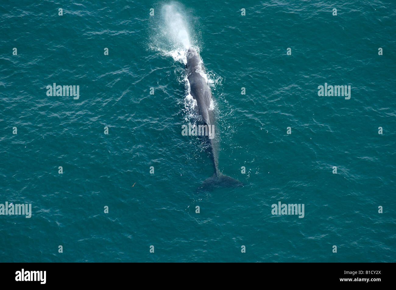 Sperm whale blowing hi-res stock photography and images - Alamy