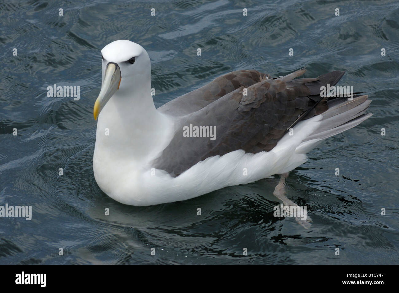 White capped Albatross Diomedea steadi Patterson Inlet Stewart Island ...