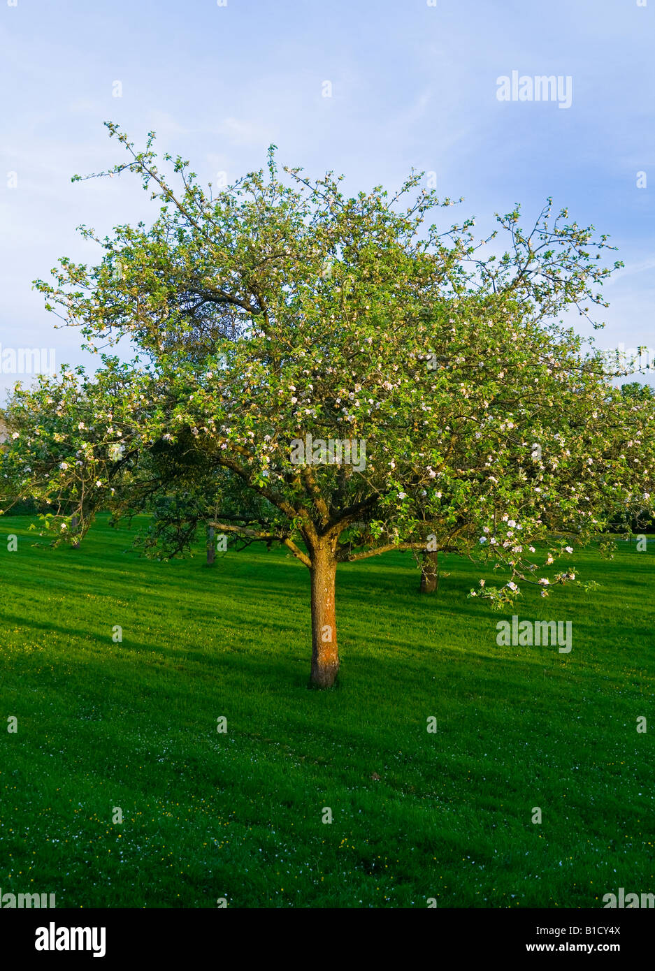 Cider tree hi-res stock photography and images - Alamy